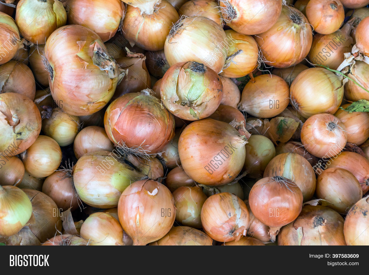 Fresh Onions. Onions Image & Photo (Free Trial) | Bigstock