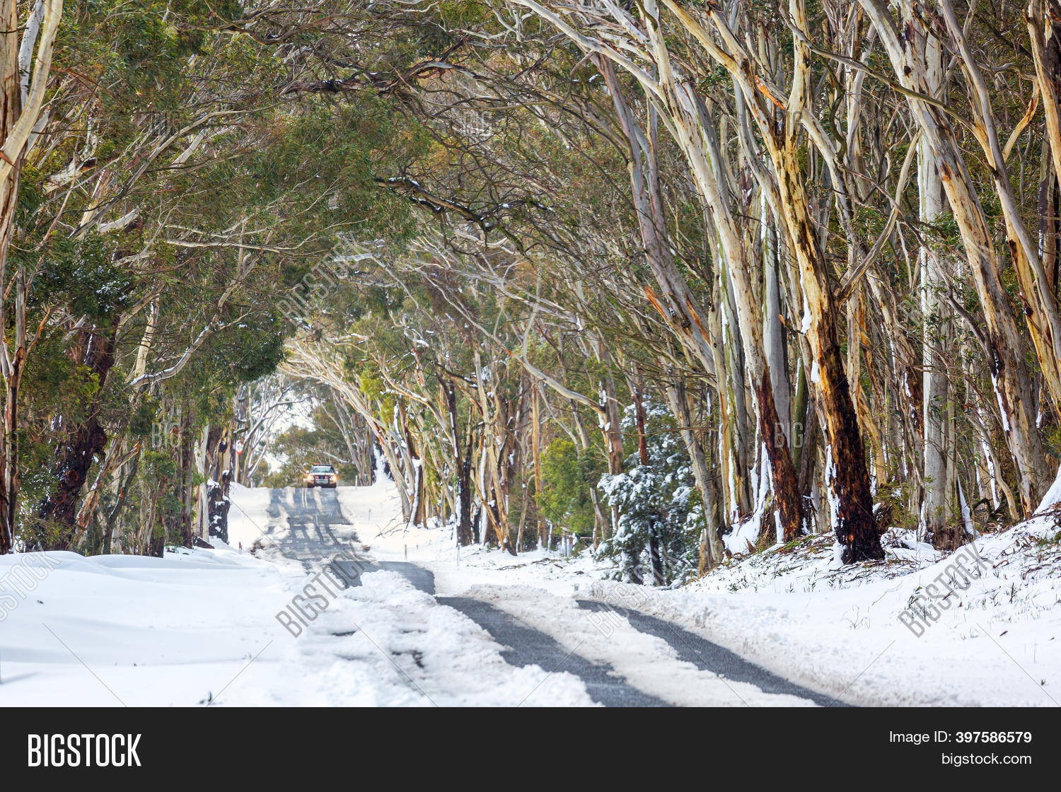 Snow Gum Tunnel. Trees Image & Photo (Free Trial) | Bigstock