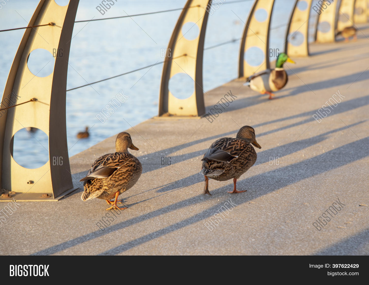Ducks Walk Along River Image & Photo (Free Trial) | Bigstock