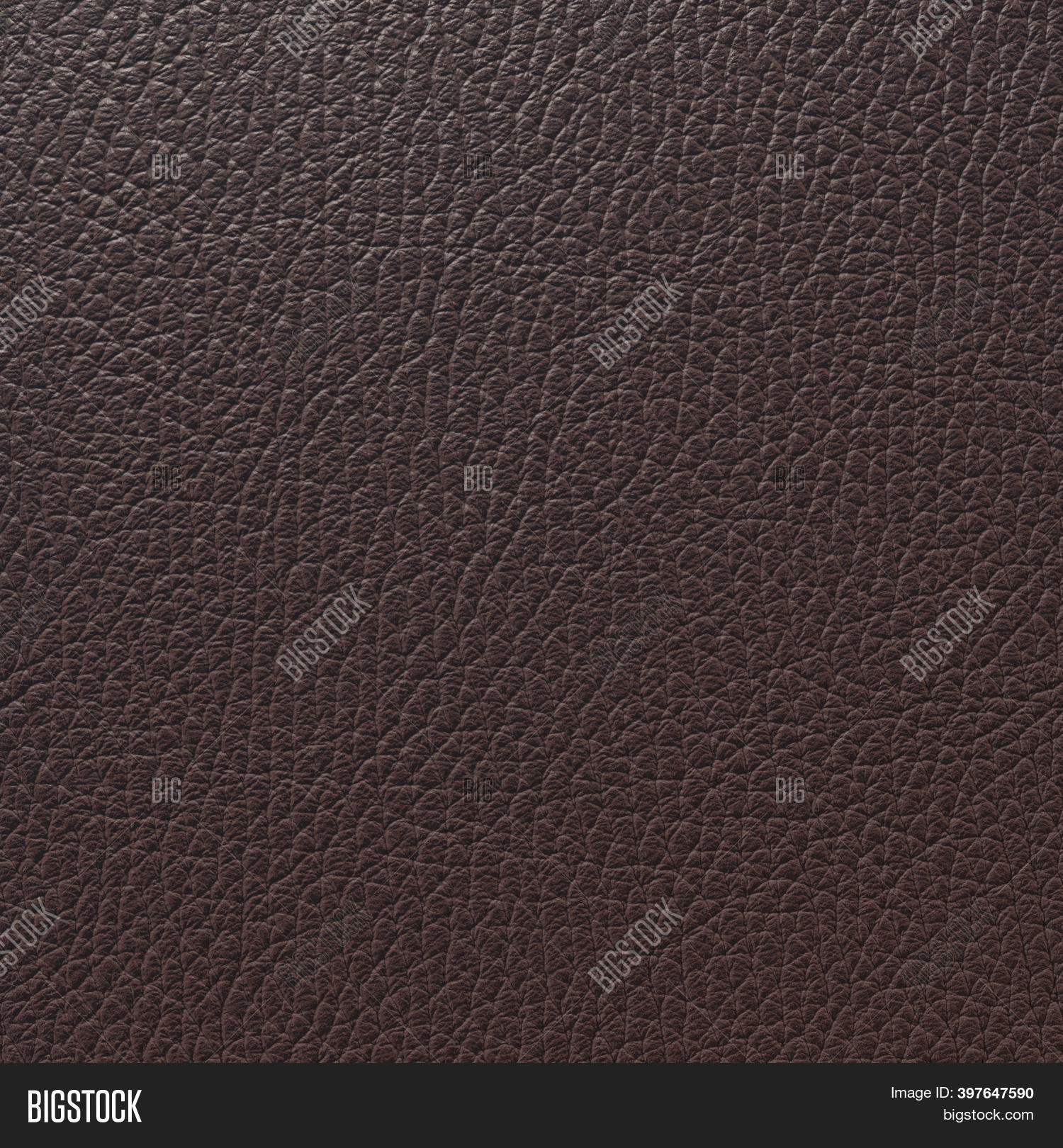 Brown Taurillon Image & Photo (Free Trial) | Bigstock