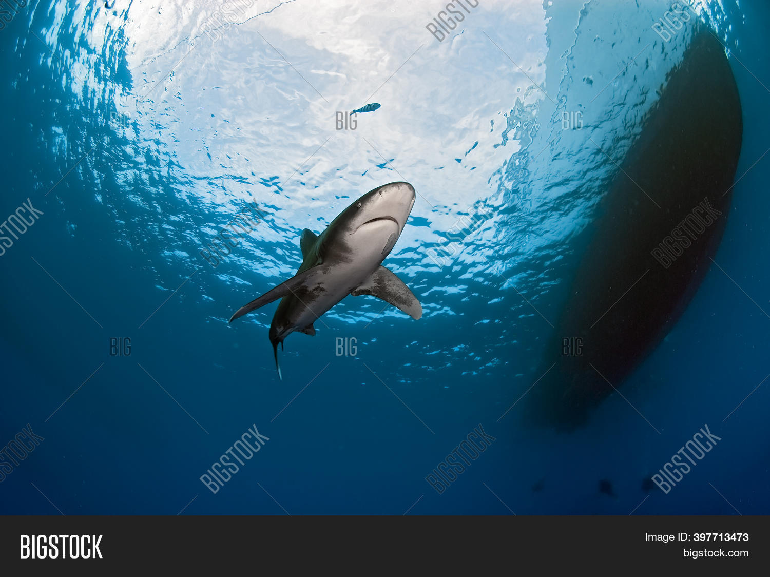View Oceanic White Tip Image & Photo (Free Trial) | Bigstock