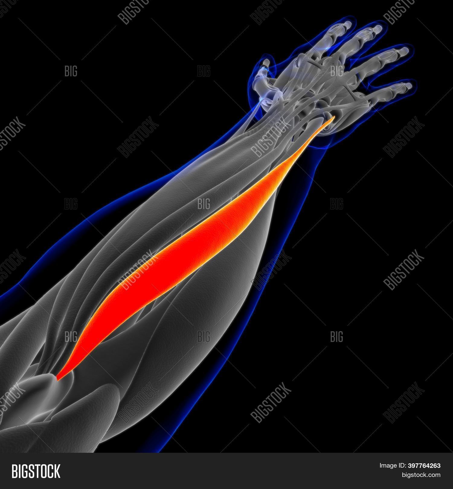 Extensor Carpi Ulnaris Image & Photo (Free Trial) | Bigstock