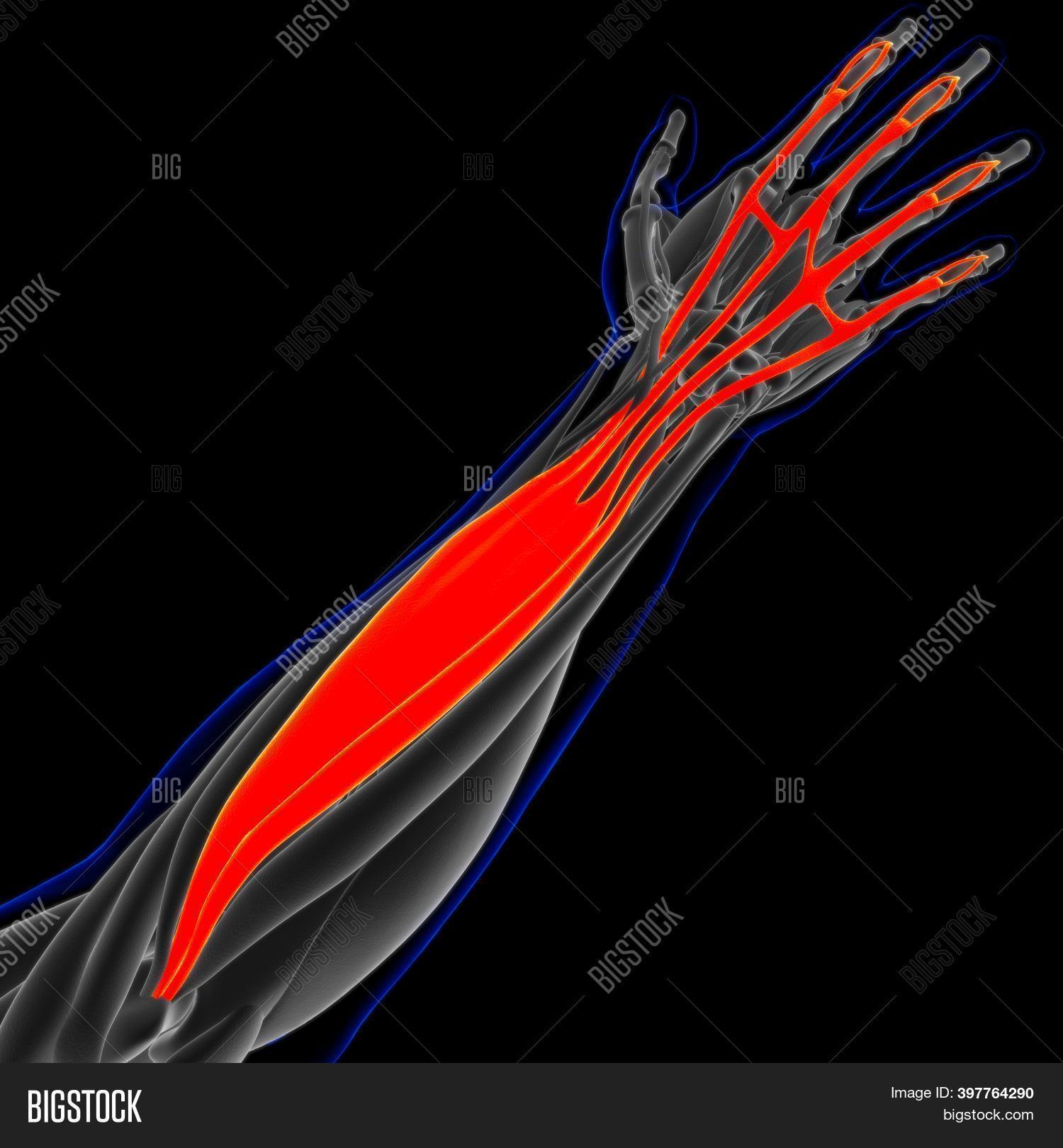 Extensor Digitorum Image & Photo (Free Trial) | Bigstock