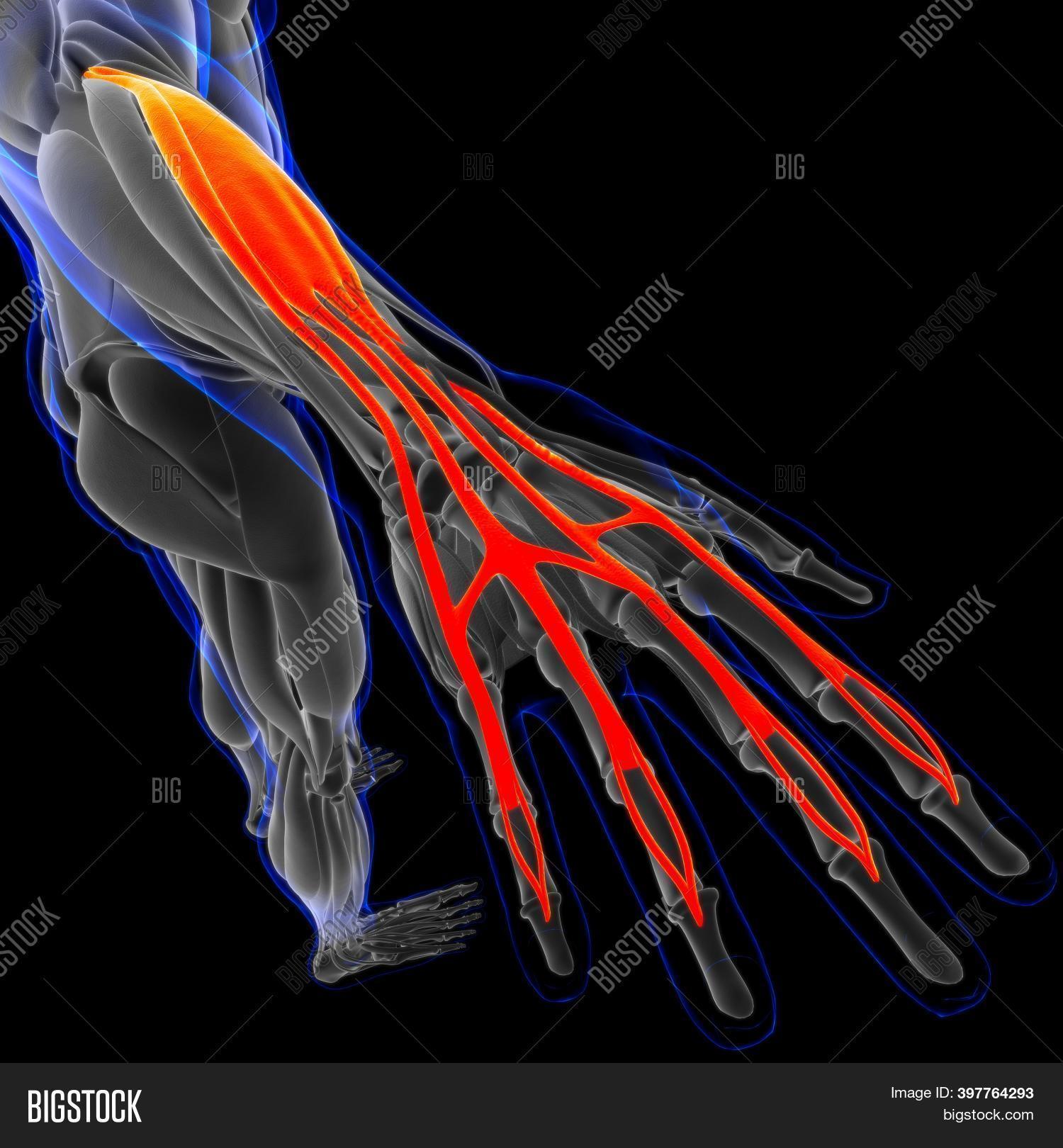 Extensor Digitorum Image & Photo (Free Trial) | Bigstock