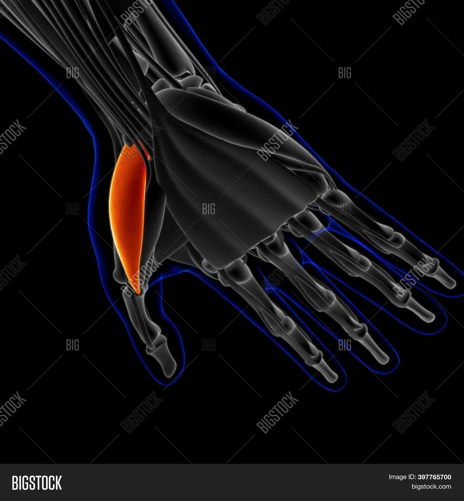 Abductor Pollicis Image & Photo (Free Trial) | Bigstock