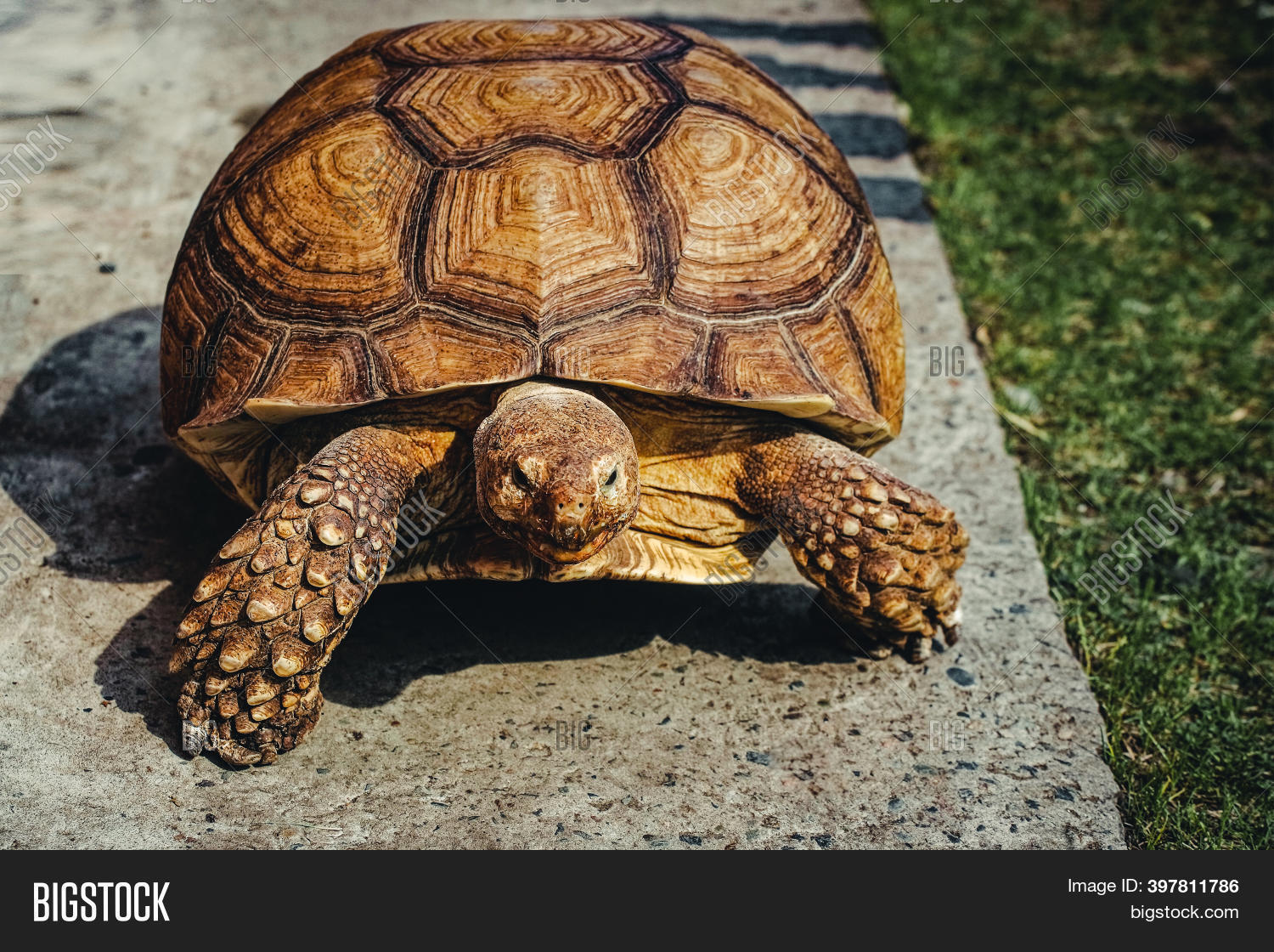 Huge Old Turtle Crawls Image & Photo (Free Trial) | Bigstock