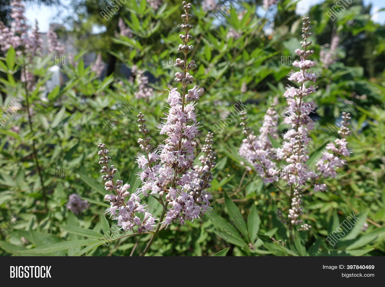 Close View Pink Image & Photo (Free Trial) | Bigstock