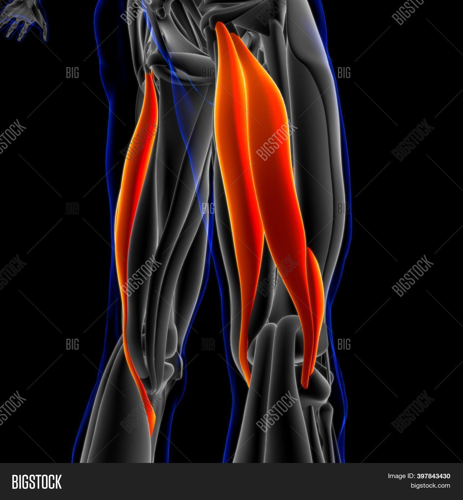Biceps Femoris Muscle Image & Photo (Free Trial) | Bigstock
