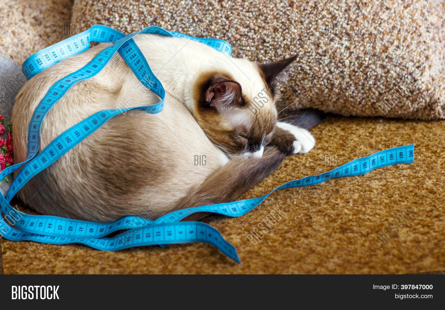 Beautiful Breeds Cats Image & Photo (Free Trial) | Bigstock