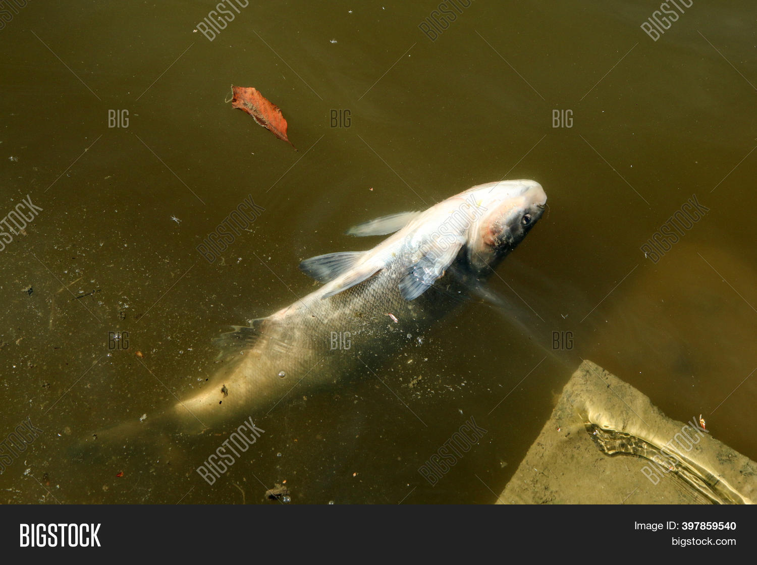 Dead Fish Pond Lying Image & Photo (Free Trial) | Bigstock