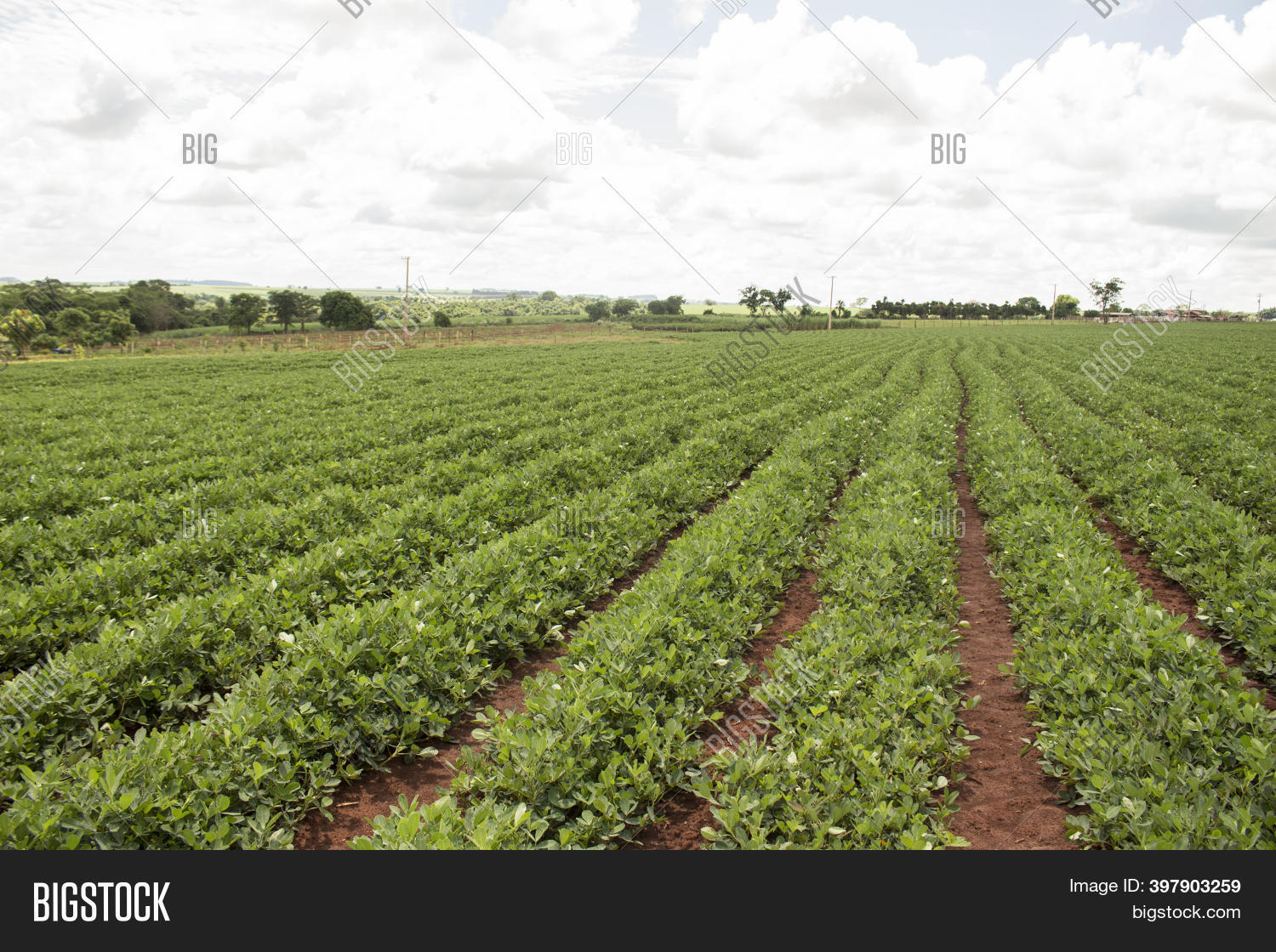 Many Peanut Seedlings Image & Photo (Free Trial) | Bigstock