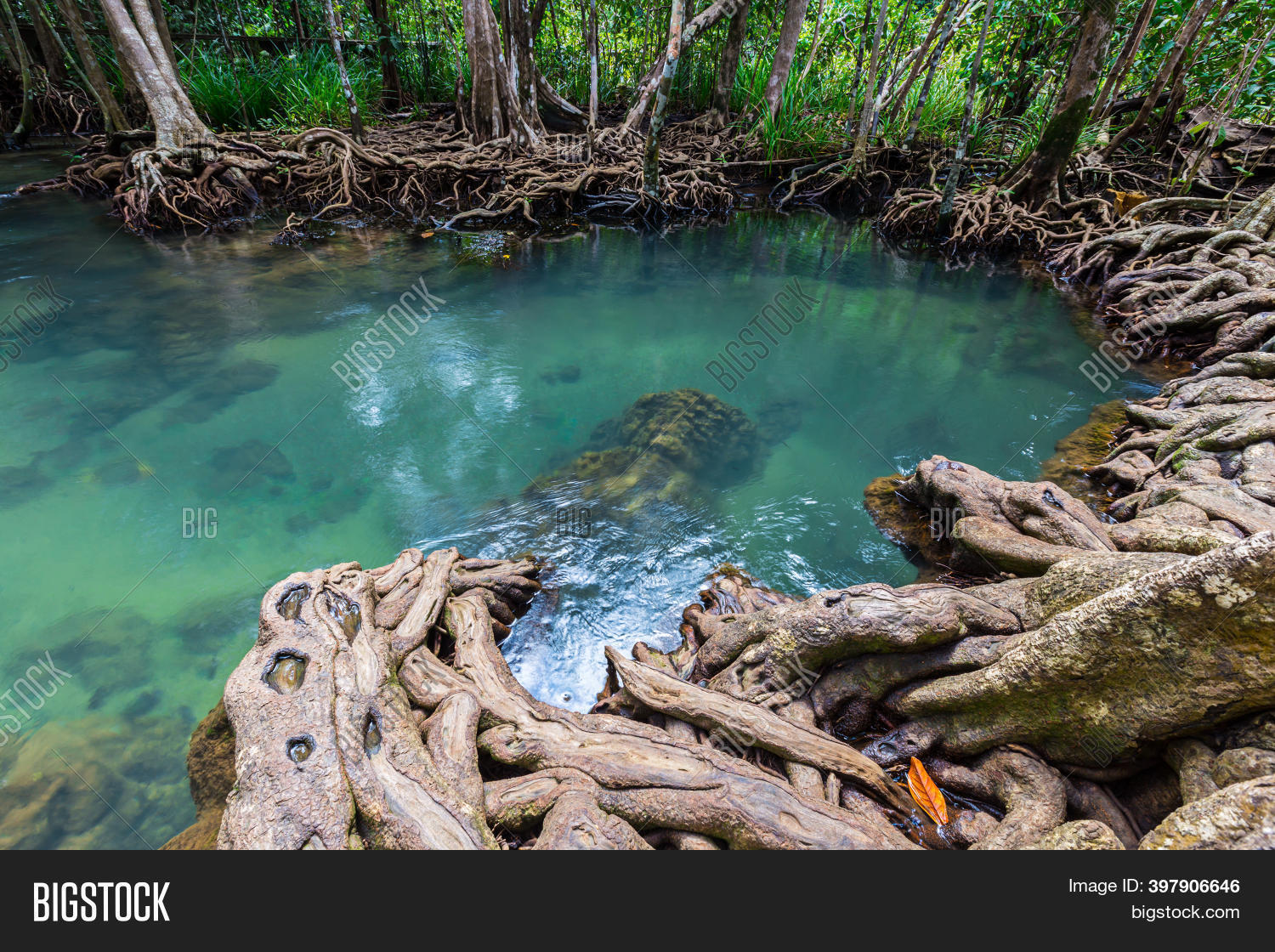 Tropical Tree Roots Image & Photo (Free Trial) | Bigstock