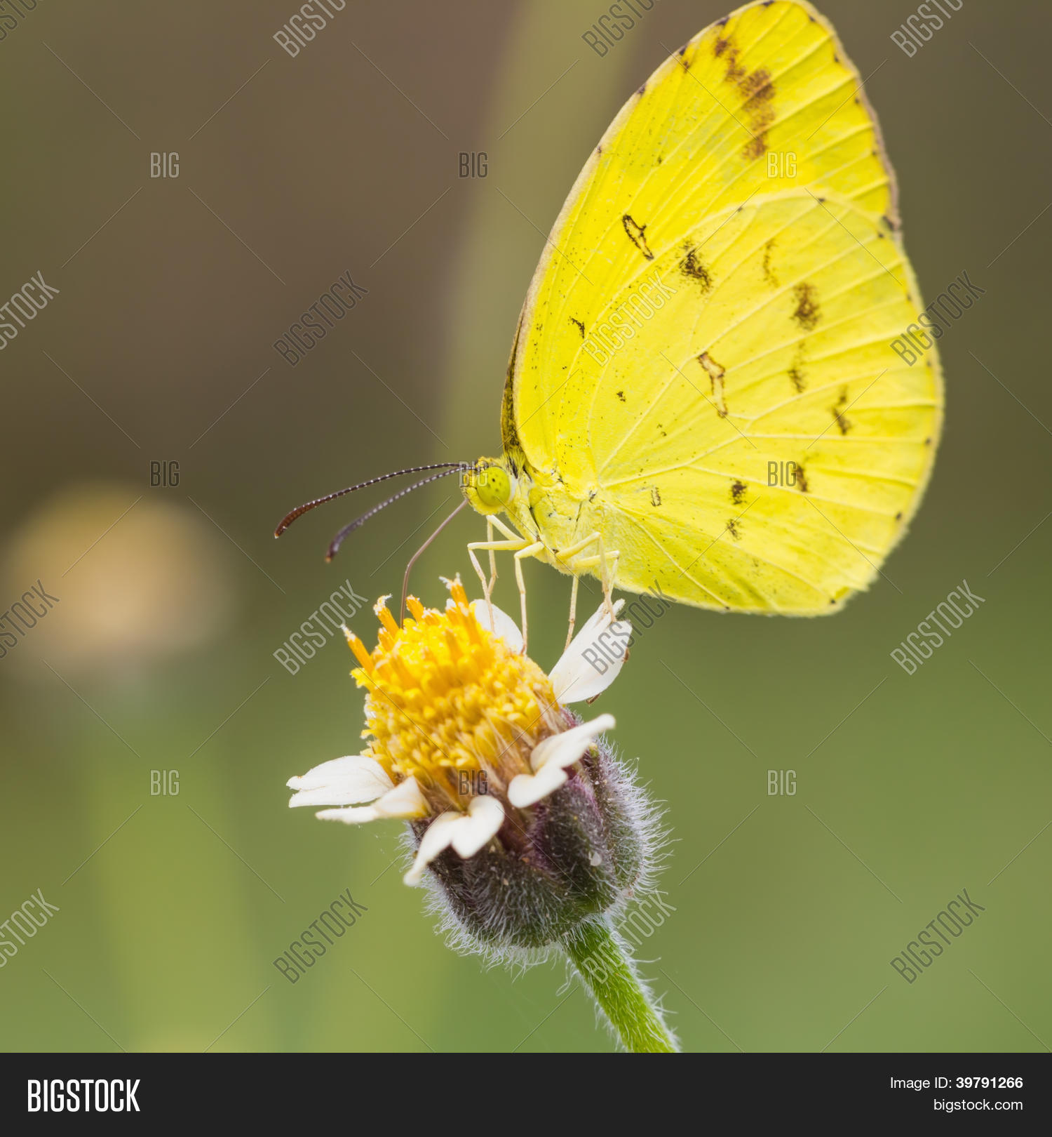Small Grass Yellow Image & Photo (Free Trial) | Bigstock