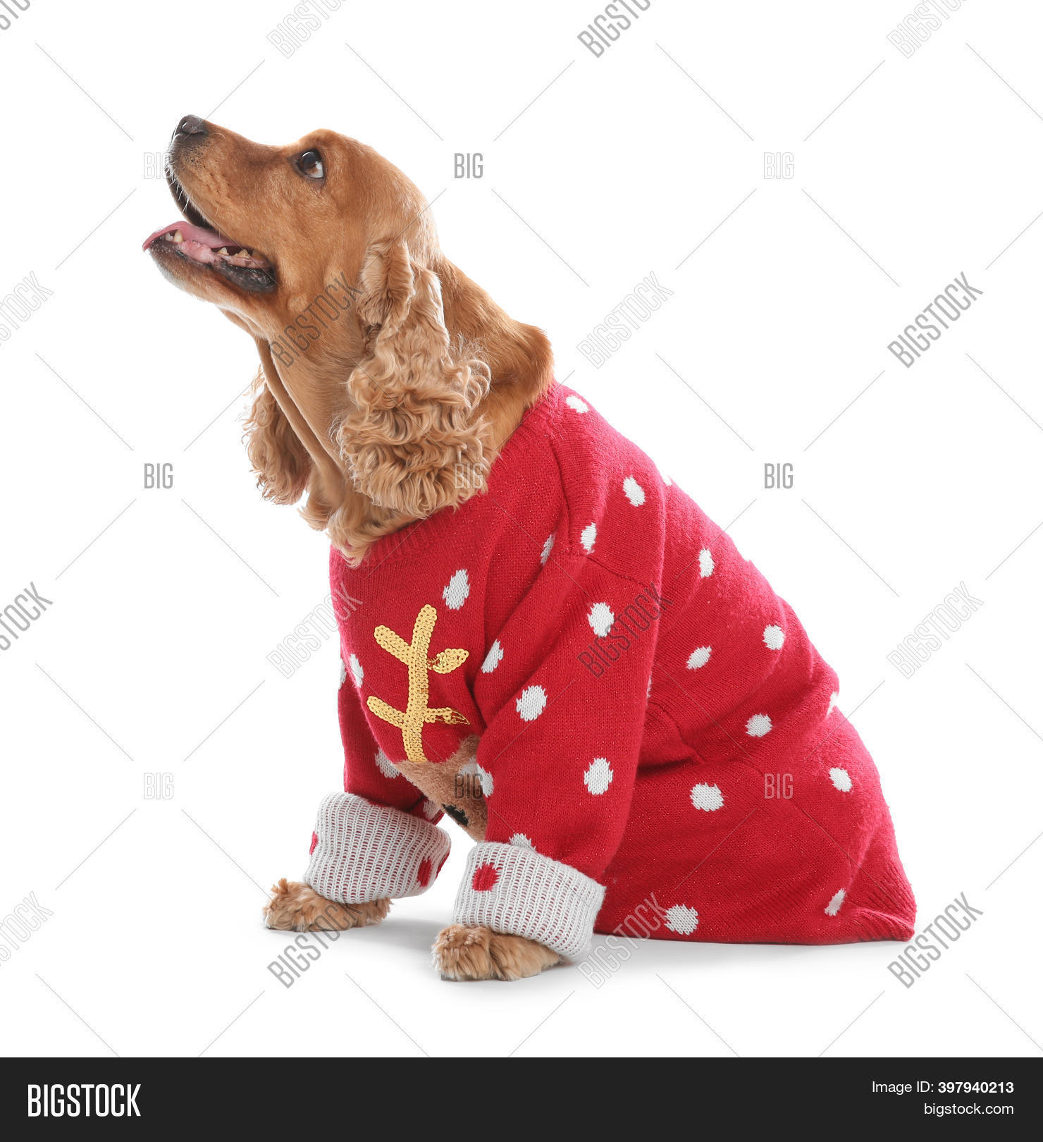 Adorable Cocker Image & Photo (Free Trial) | Bigstock