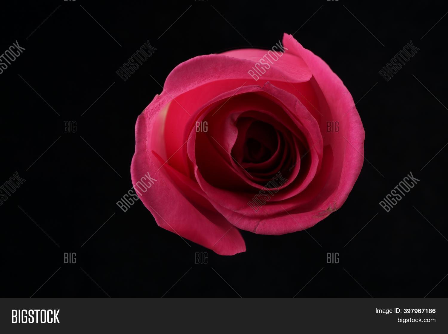 Rose Bush Flowers Image & Photo (Free Trial) | Bigstock