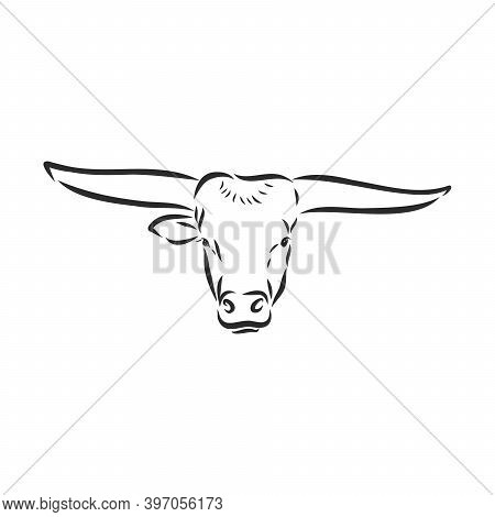 Bull Drawing Images, Illustrations & Vectors (Free) - Bigstock