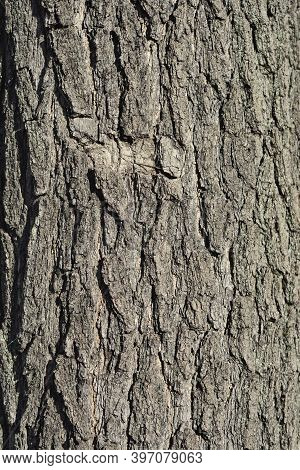 Golden Rain Tree Bark Image & Photo (Free Trial) | Bigstock