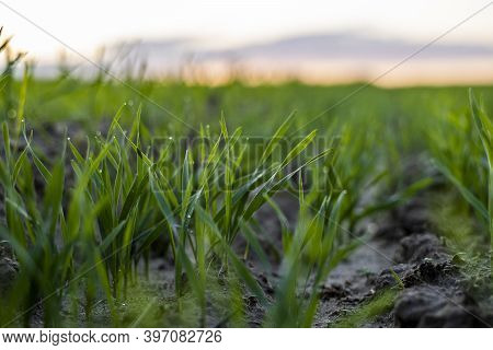Close Young Wheat Image & Photo (Free Trial) | Bigstock