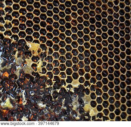 Drop Bee Honey Drip Image & Photo (Free Trial) | Bigstock