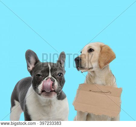 Stray Labrador Image & Photo (Free Trial) | Bigstock