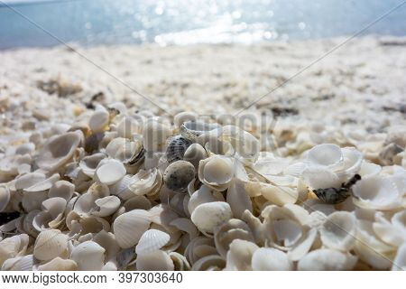 Detail White Shells Image & Photo (Free Trial) | Bigstock