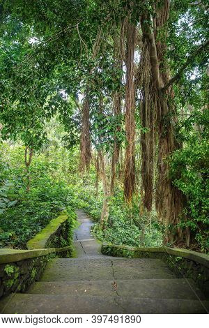 Tropical Jungle Roots Image & Photo (Free Trial) | Bigstock