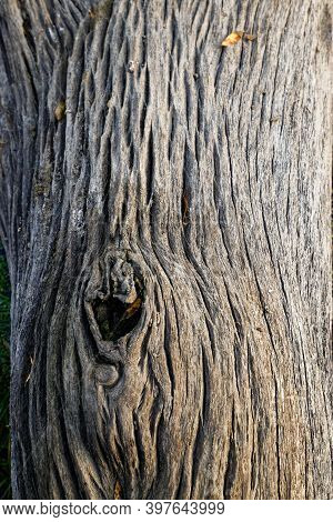 Pith Tree Images, Illustrations & Vectors (Free) - Bigstock