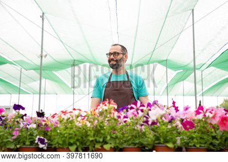 Happy Male Gardener Standing Near Petunia Plants In Garden And Looking ...
