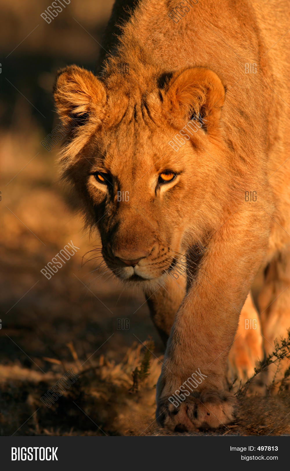 Stalking Lion Image & Photo (Free Trial) | Bigstock