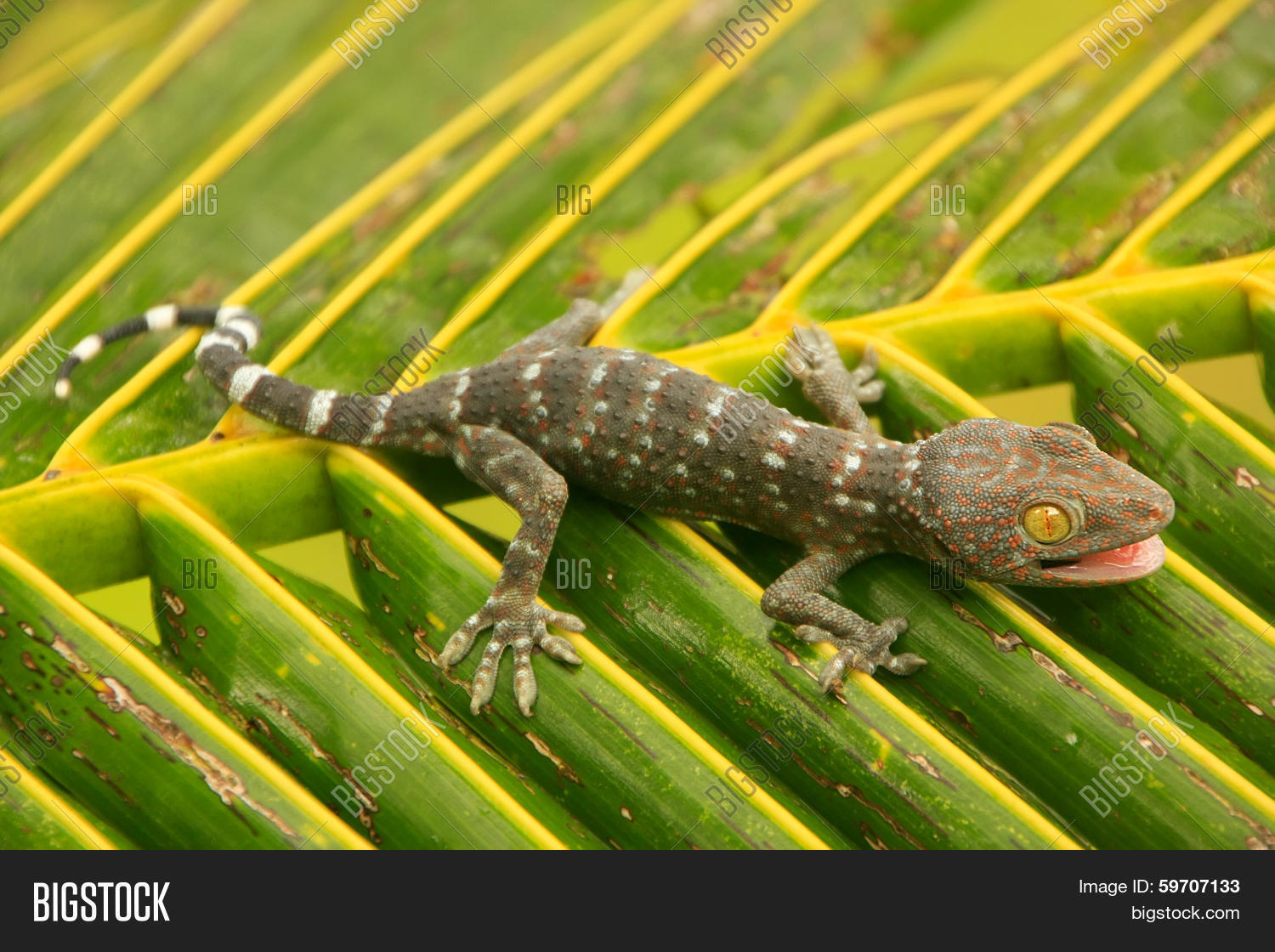 Young Tokay Gecko On Image & Photo (Free Trial) | Bigstock