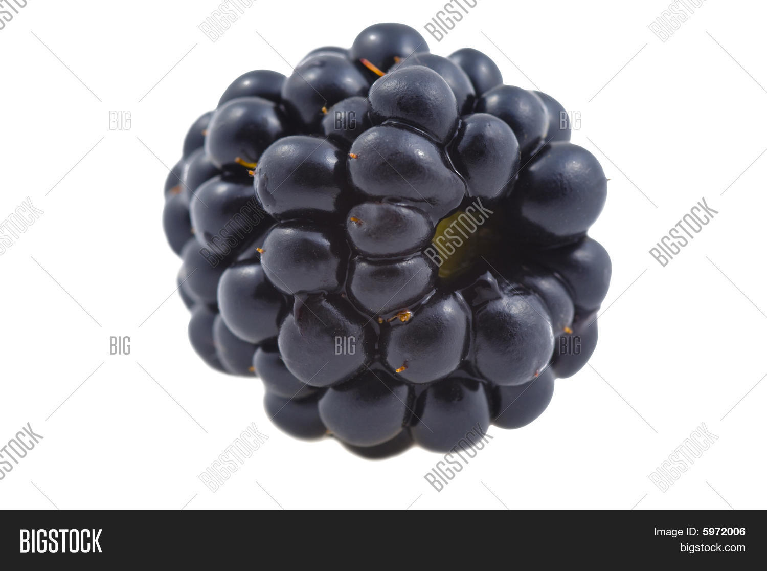 One Fresh Blackberry Image & Photo (Free Trial) | Bigstock