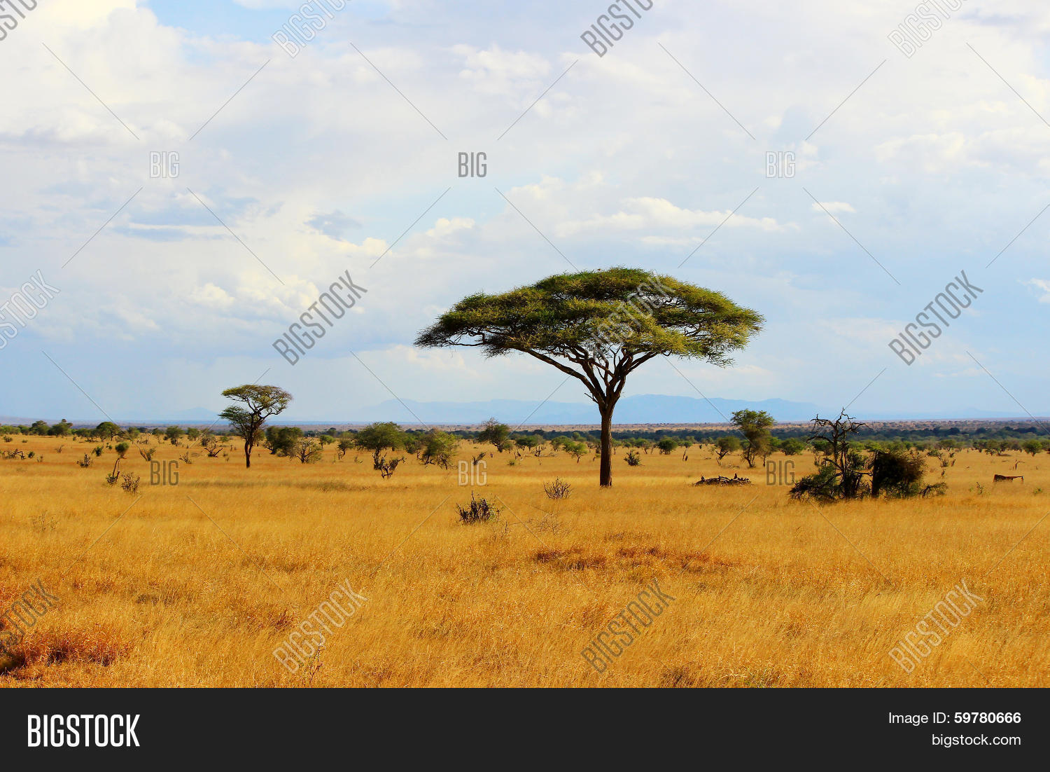 African Savannah Image & Photo (Free Trial) | Bigstock