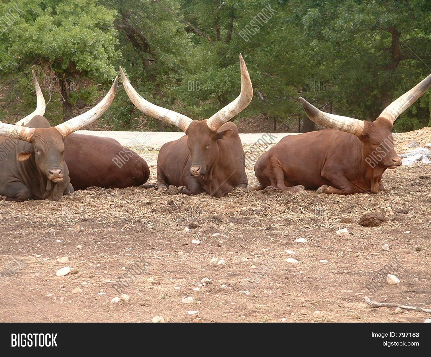 Big Horn Cows Image & Photo (Free Trial) | Bigstock