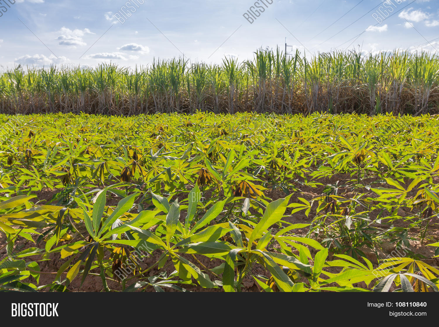 Planter Crop Rotation Image & Photo (Free Trial) | Bigstock