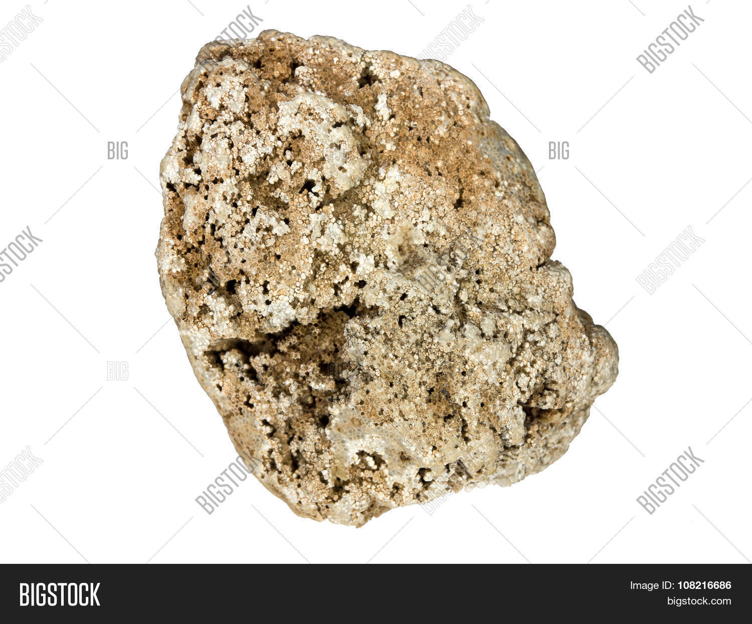 Petrified Porous Sea Image & Photo (Free Trial) | Bigstock