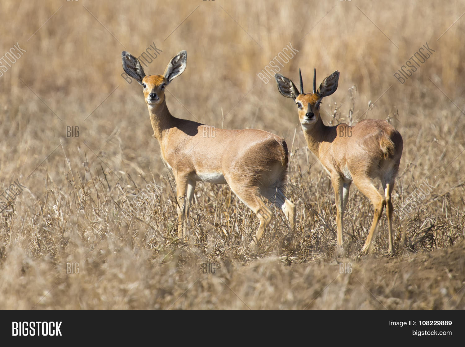 Pair Steenbok Walking Image & Photo (Free Trial) | Bigstock