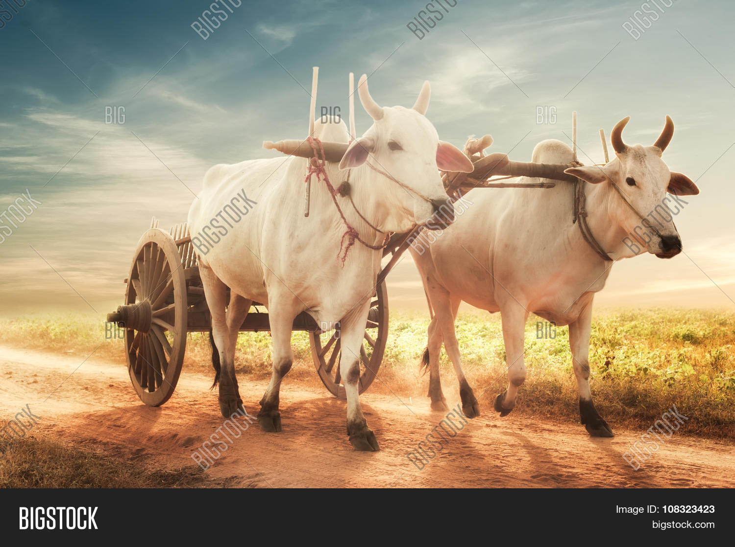 Two White Asian Oxen Image & Photo (Free Trial) | Bigstock