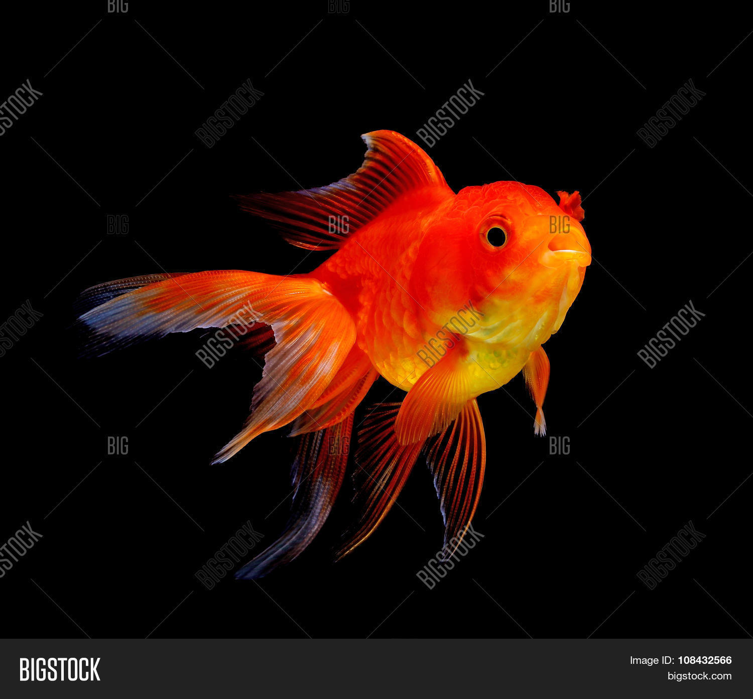 Goldfish Isolated On Image & Photo (Free Trial) | Bigstock