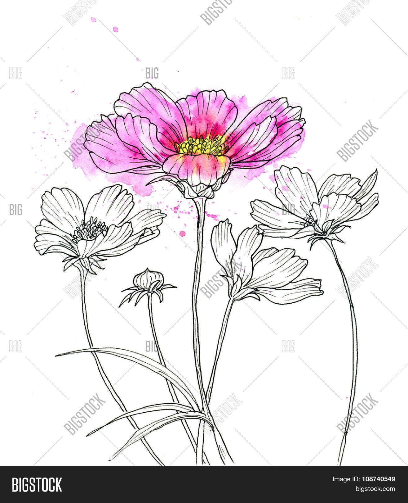 Line Ink Drawing Image & Photo (Free Trial) | Bigstock