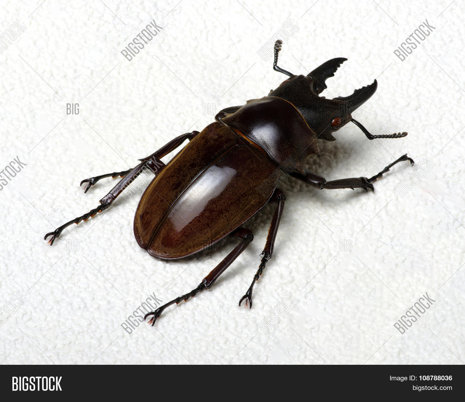 Stag Beetle Isolated Image & Photo (Free Trial) | Bigstock