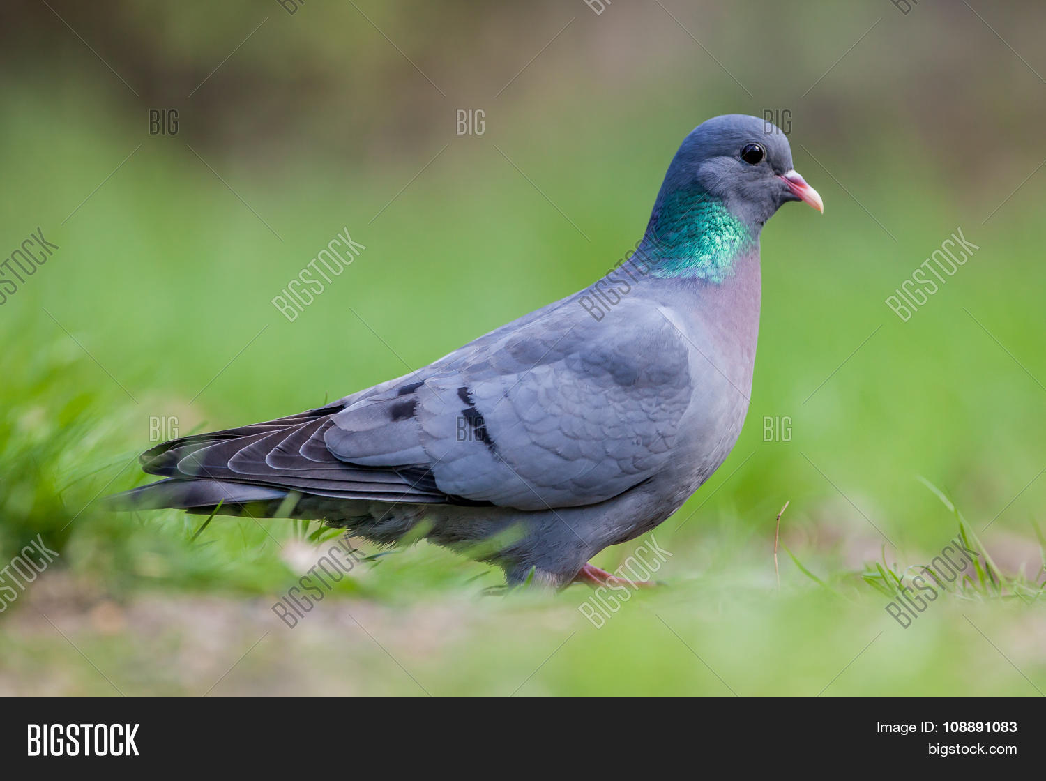 Stock Dove Looking Image & Photo (Free Trial) | Bigstock