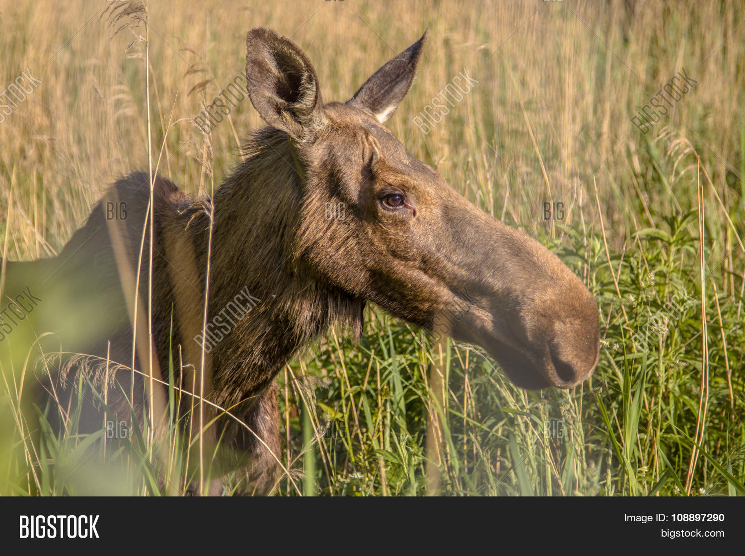 Head Female Moose Image & Photo (Free Trial) | Bigstock