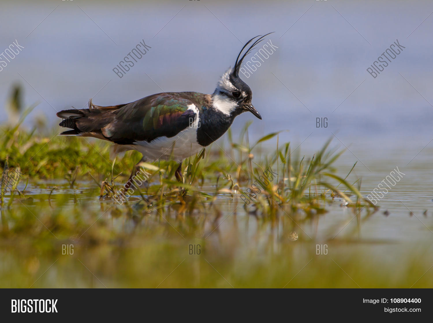 Crested Male Northern Image & Photo (Free Trial) | Bigstock