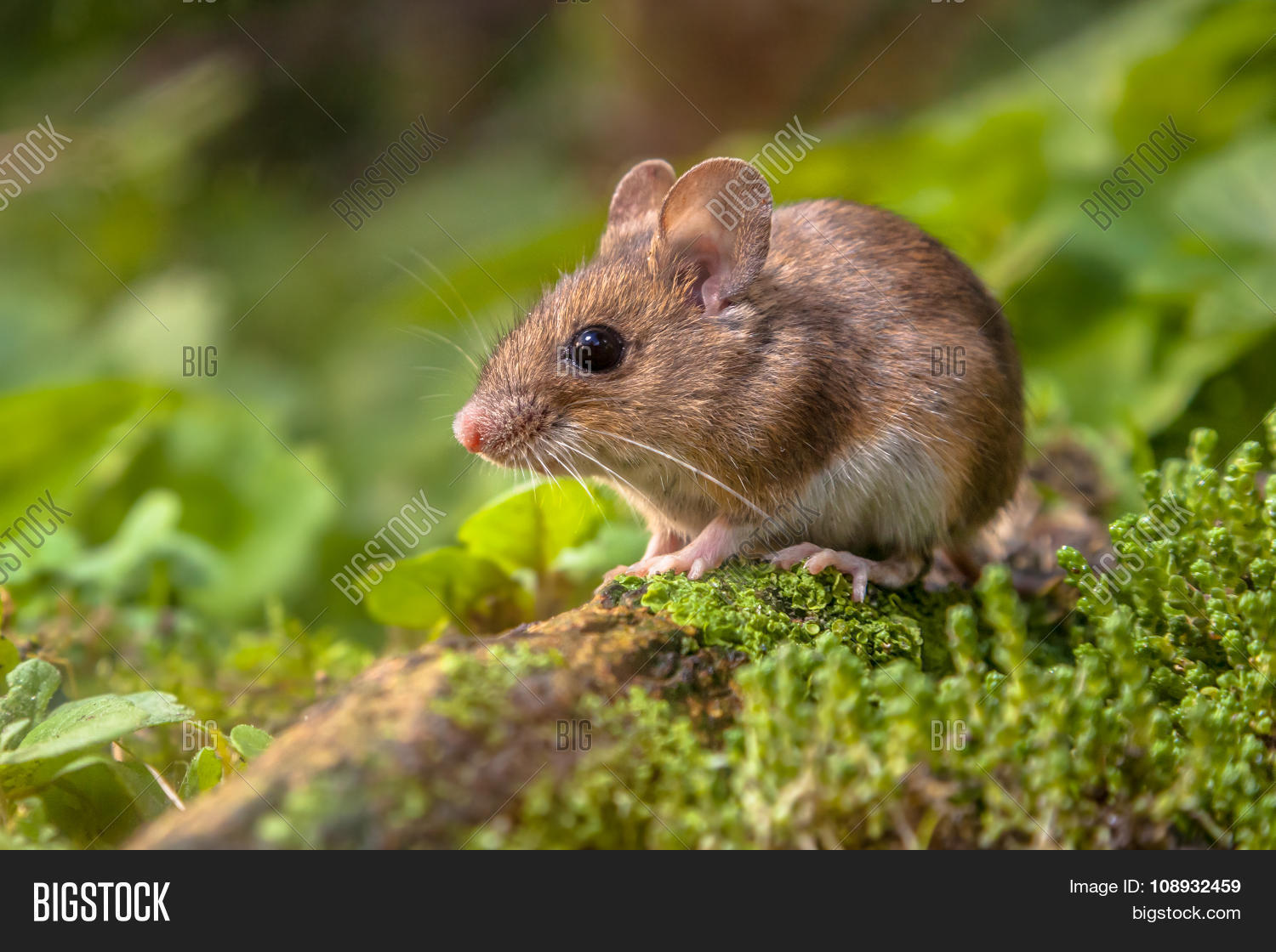 Wood Mouse Natural Image & Photo (Free Trial) | Bigstock