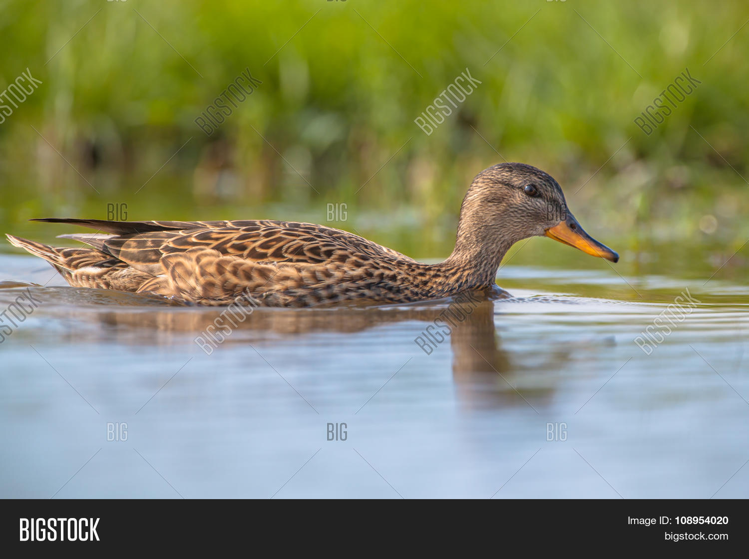 Female Gadwall Image & Photo (Free Trial) | Bigstock