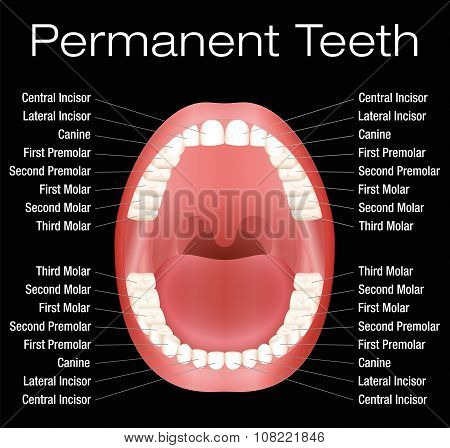 Adult Teeth Names Vector & Photo (Free Trial) | Bigstock