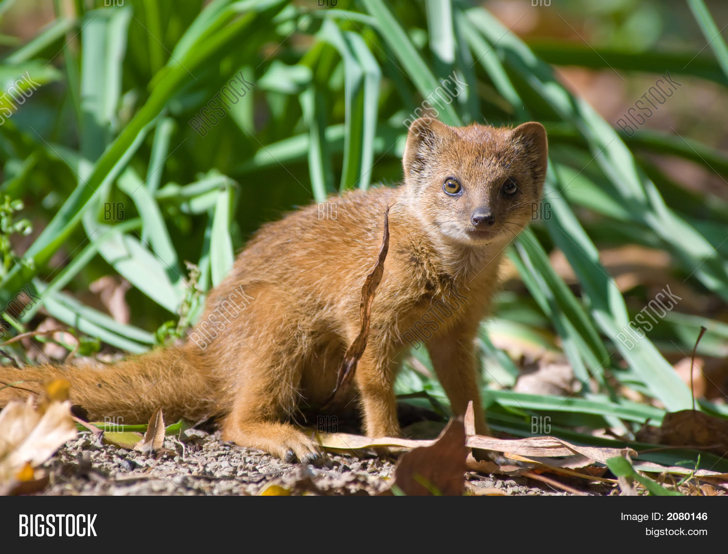 Cute Yellow Mongoose Image & Photo (Free Trial) | Bigstock