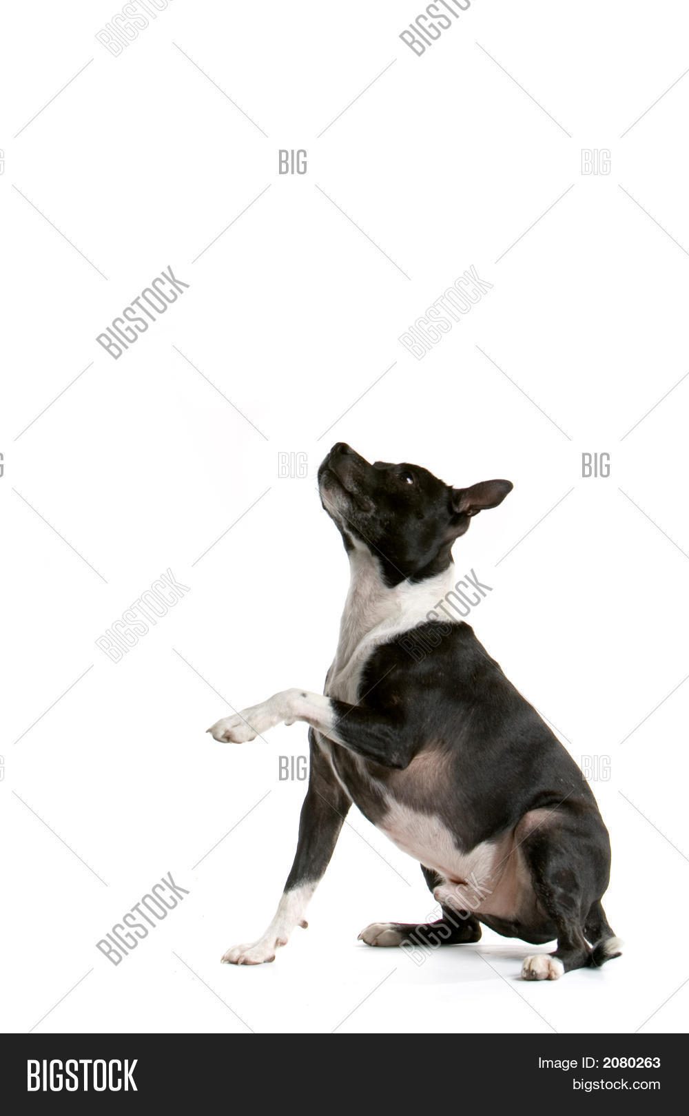 ภาพและภาพถ่าย (ทดลองใช้ฟรี) | Bigstock