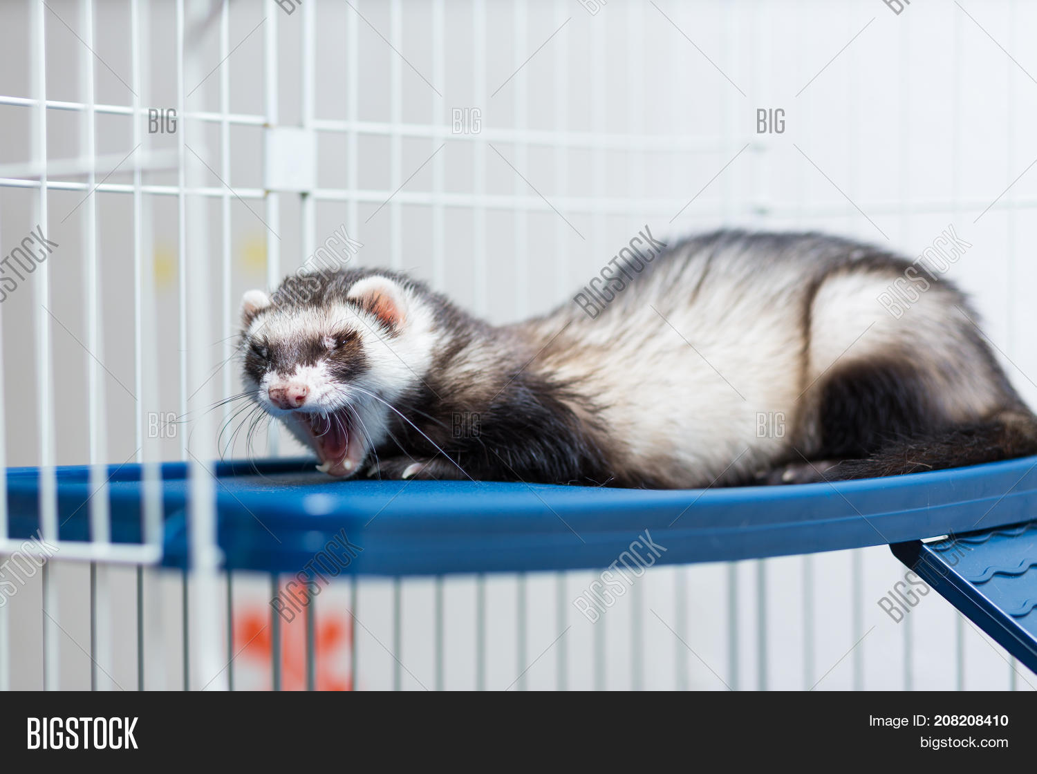 Black White Ferret Image & Photo (Free Trial) | Bigstock