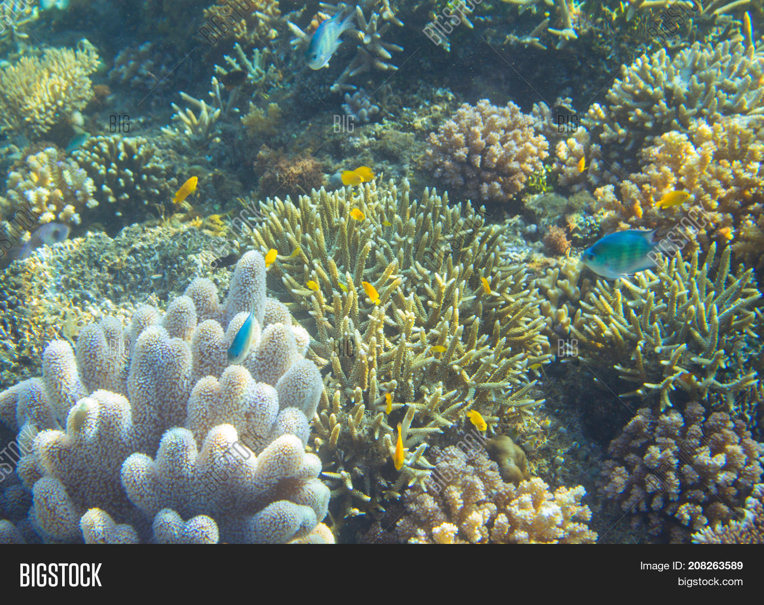 Blue Yellow Fish Coral Image & Photo (Free Trial) | Bigstock